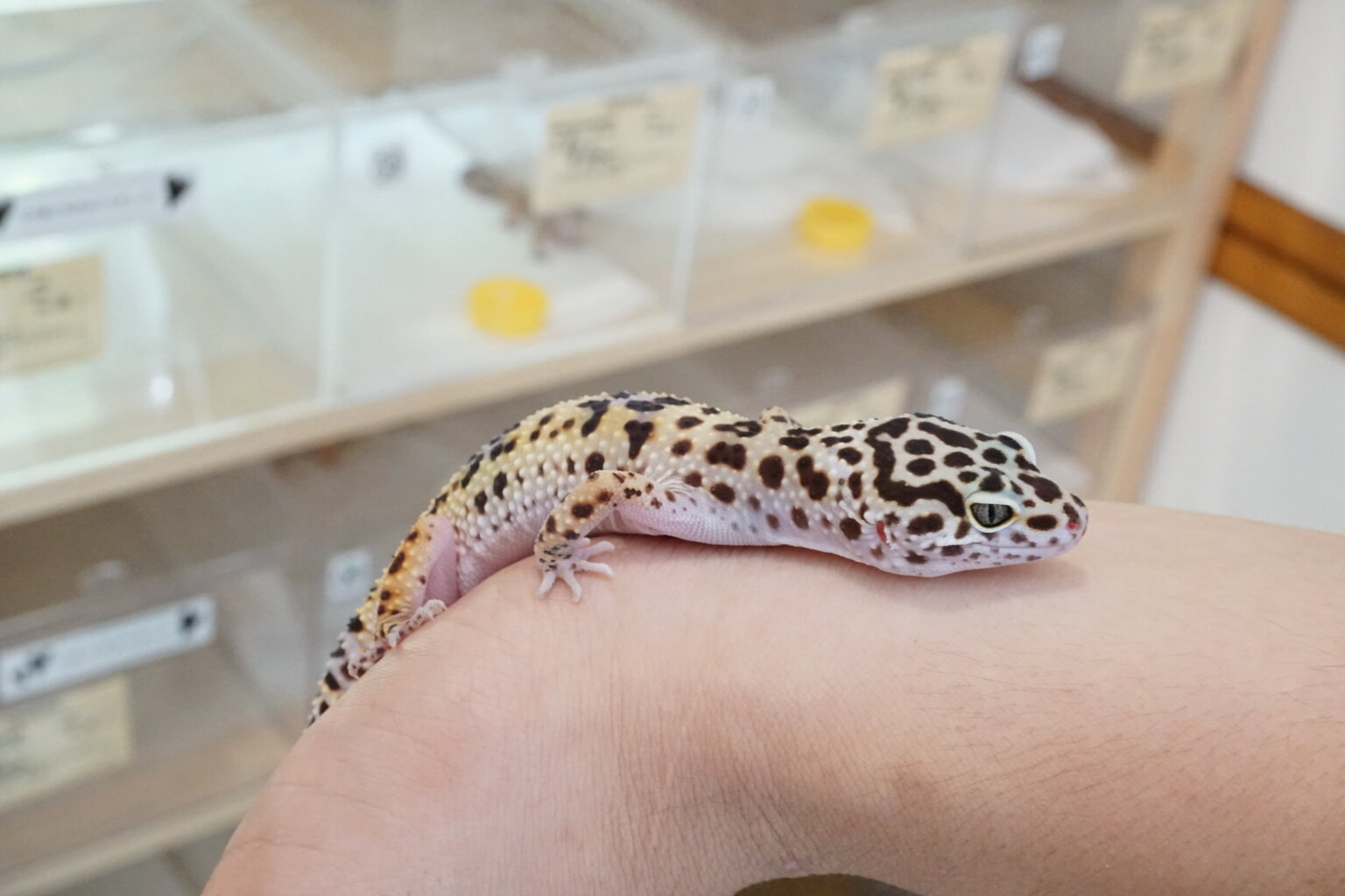 【開店】はちゅう類ショップはちゅ好き -RORORO- 加古川店が9/1に木村にオープン！【店内を見せてもらいました！】 | かこがわノート