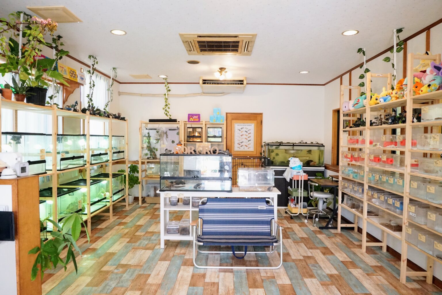 【開店】はちゅう類ショップはちゅ好き -RORORO- 加古川店が9/1に木村にオープン！【店内を見せてもらいました！】 | かこがわノート